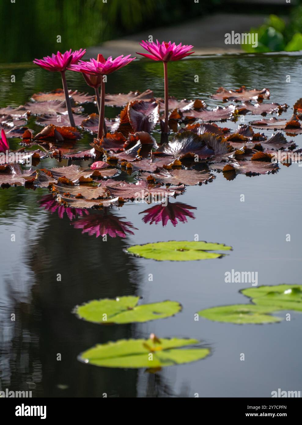 A cluster of magenta water lilies stand tall with their colorful ...