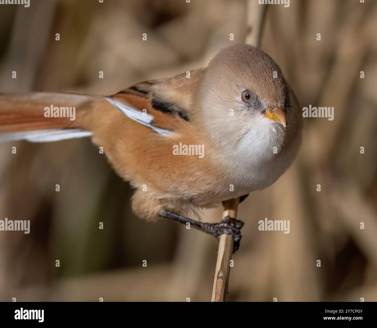 Bearded Tit (Reedling) Female Stock Photo - Alamy