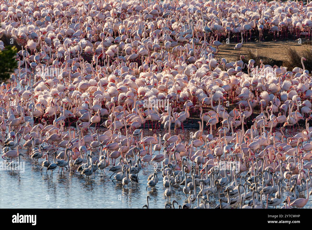 Flamingo haven hi-res stock photography and images - Alamy