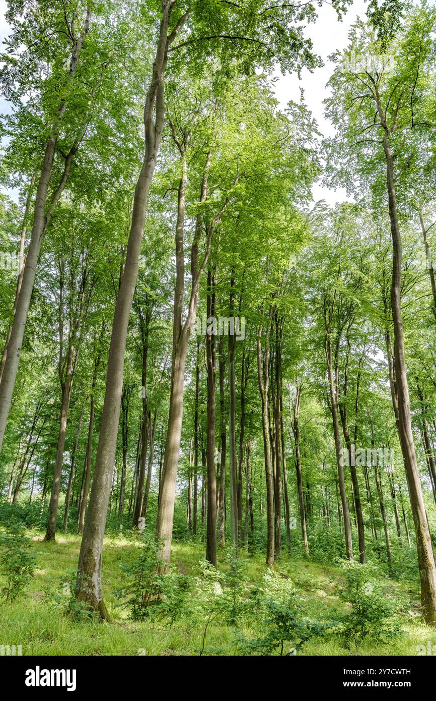 A vibrant summer forest, filled with tall trees and lush greenery ...