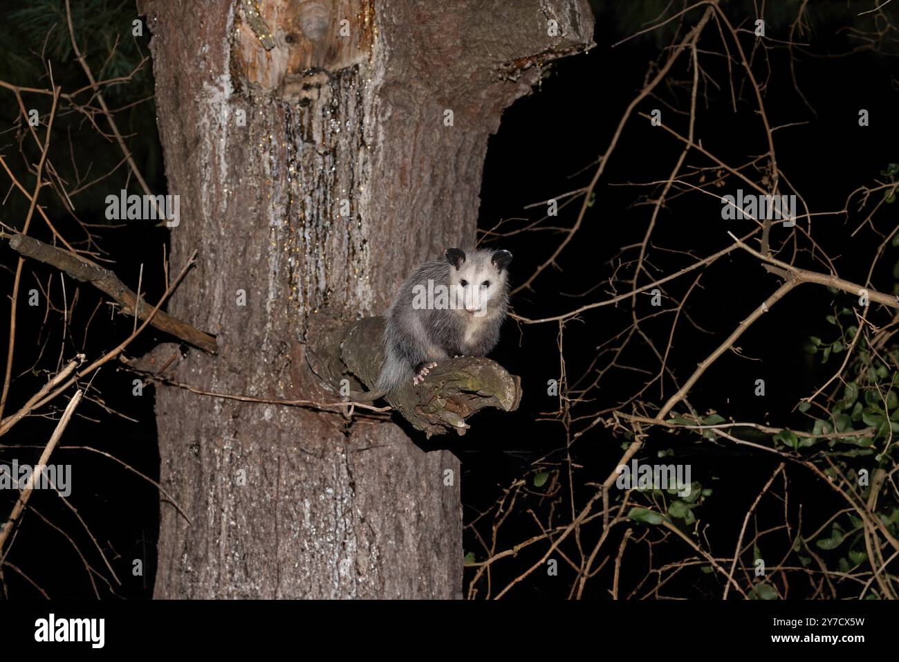 The Virginia opossum (Didelphis virginiana) - North American opossum ...