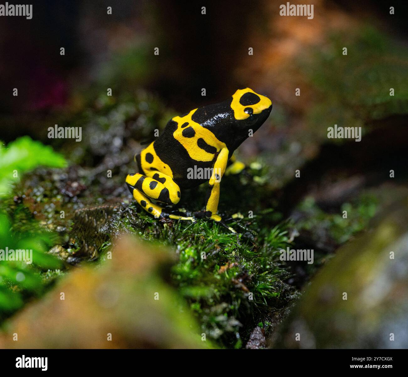 Yellow-banded poison dart frog or yellow-headed poison dart frog ...