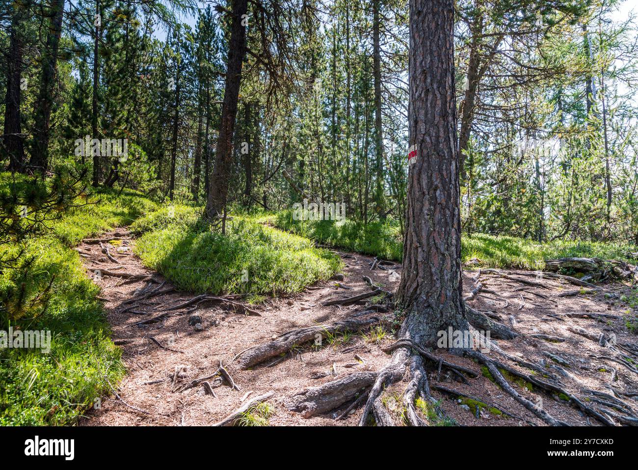 Mountain Hiking Trail Marker in the Forest, Swiss National Park ...