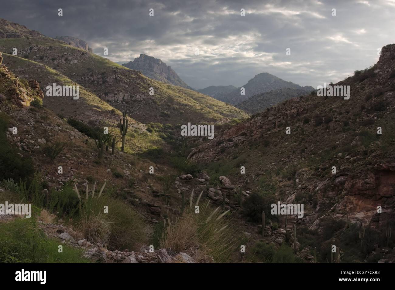 Molino Canyon vista shows Santa Catalina Mountain peaks, sky, and arid ...