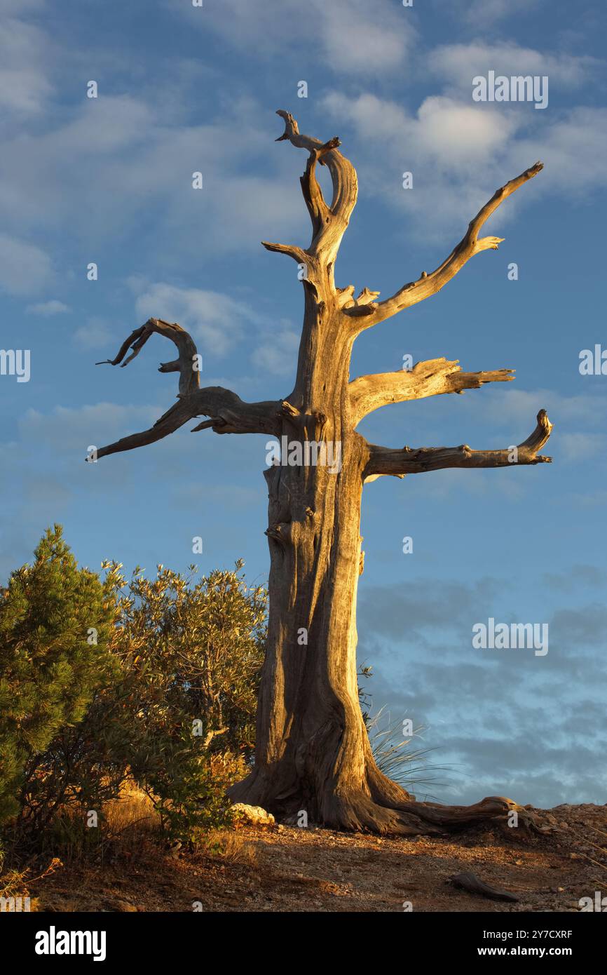 Stark and leafless tree against blue sky is a natural still life of ...