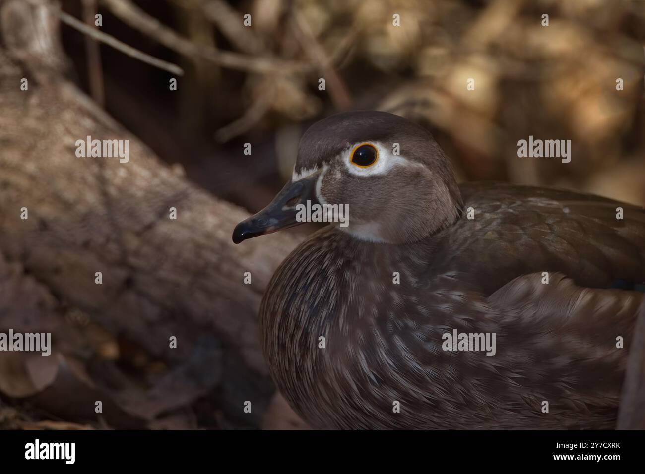 Female Wood Duck with its subtle plumage rests quietly in sanctuary ...