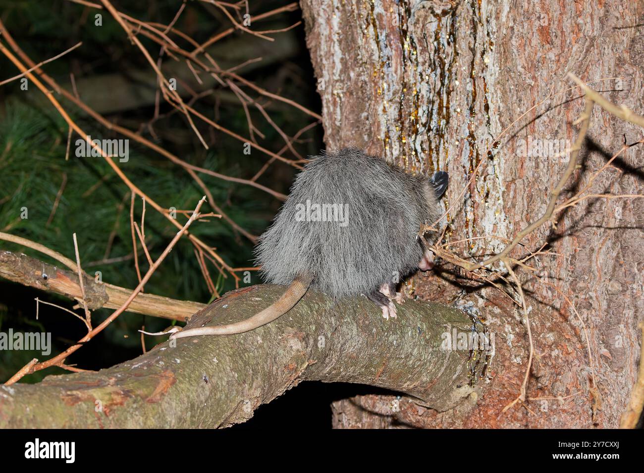 The Virginia opossum (Didelphis virginiana) - North American opossum ...