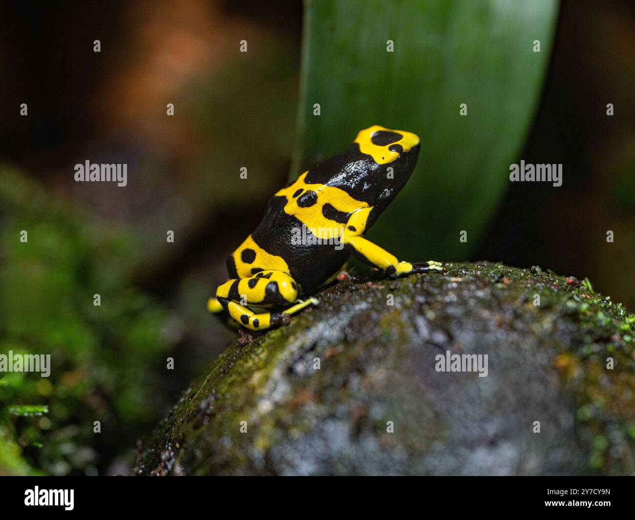 Yellow-banded poison dart frog or yellow-headed poison dart frog ...