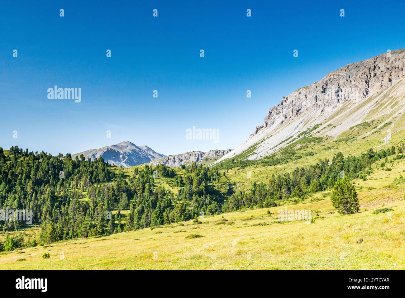 Landscape at the Edge of the Swiss National Park, Buffalora Area ...