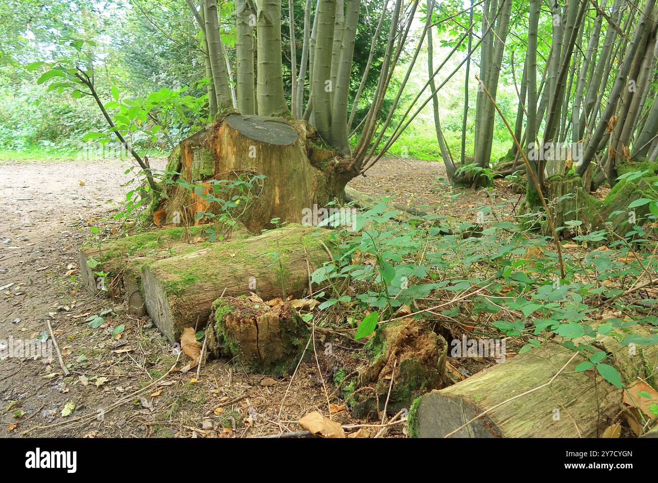 Moss covered tree trunks in Trosley country park Stock Photo - Alamy