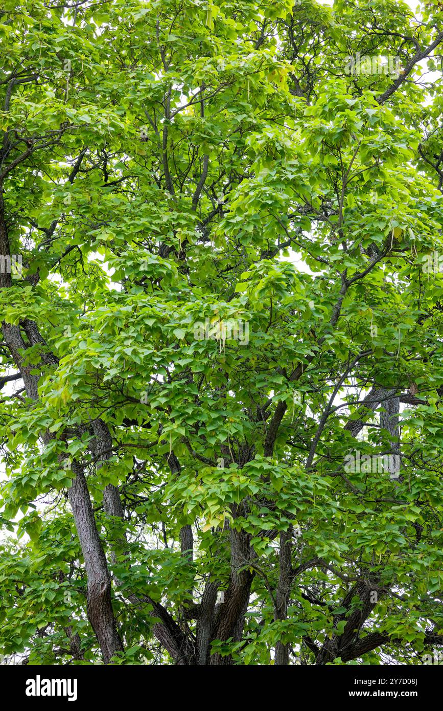 Southern catalpa cigar tree hi-res stock photography and images - Alamy