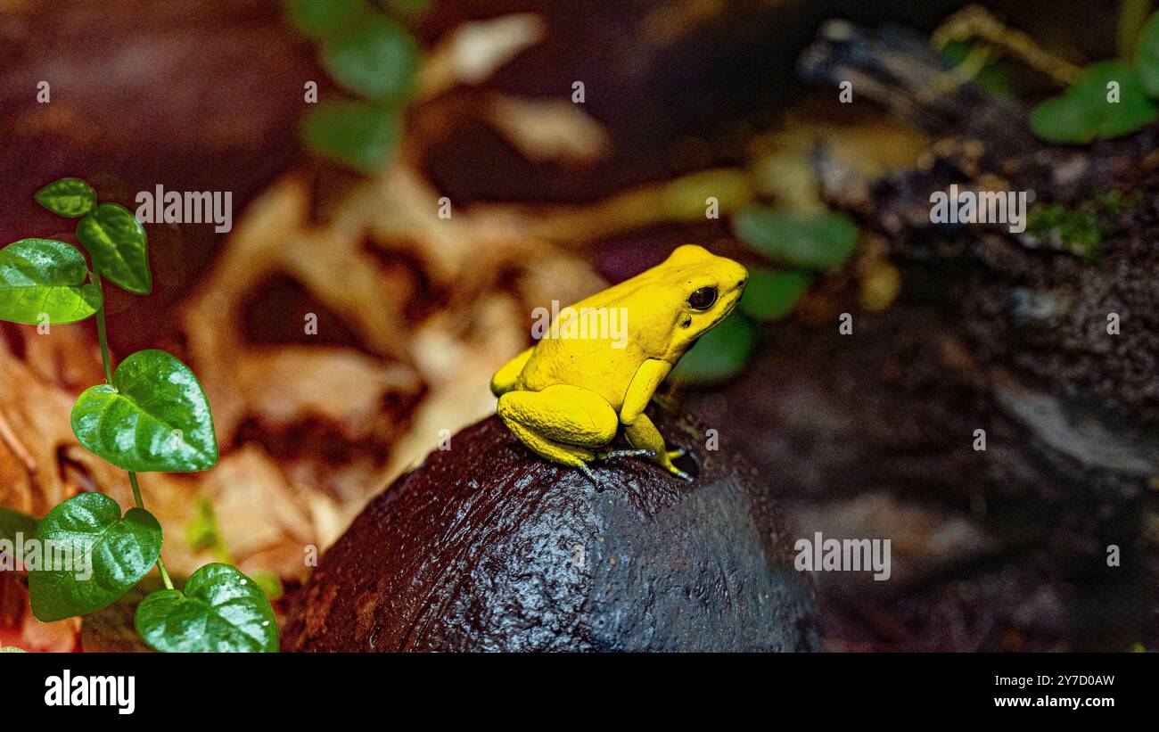 Golden poison dart frog (Phyllobates terribilis). Tropical frog living ...