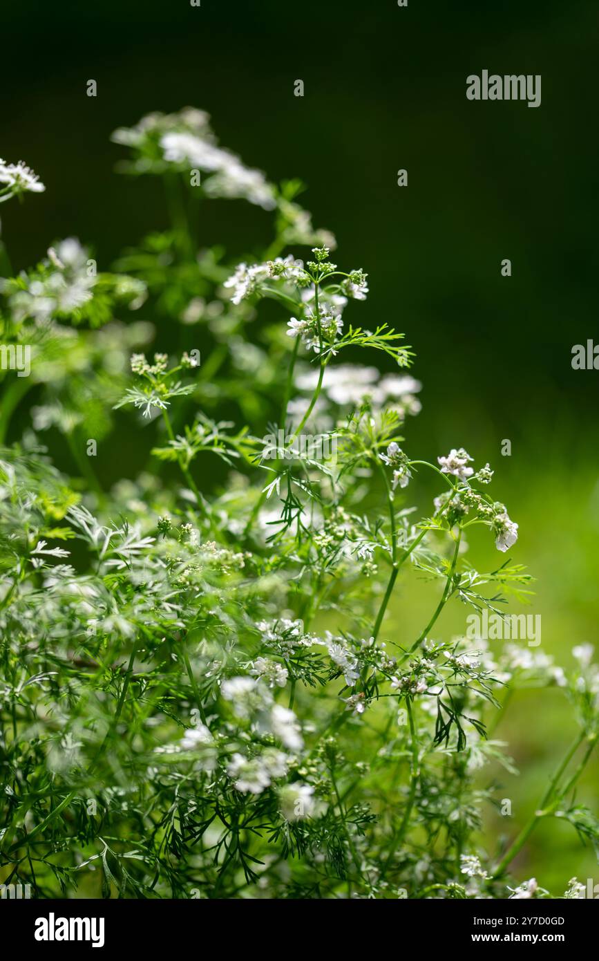 Coriander, Coriandrum sativum, also known as cilantro , is an annual herb in the family Apiaceae ...