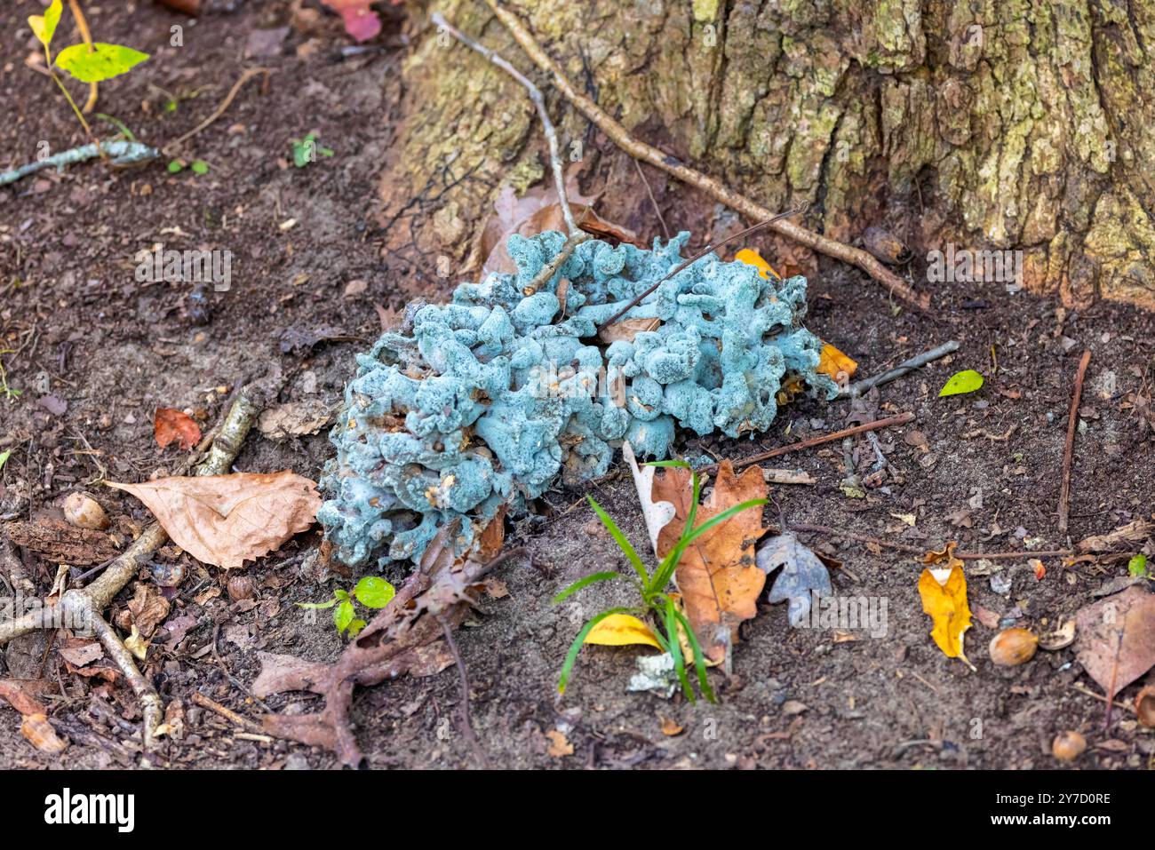 Metarhizium cylindrosporum. Fungi in the genus Metarhizium are insect ...