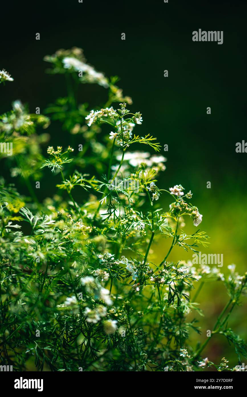 Coriander, Coriandrum sativum, also known as cilantro , is an annual herb in the family Apiaceae ...