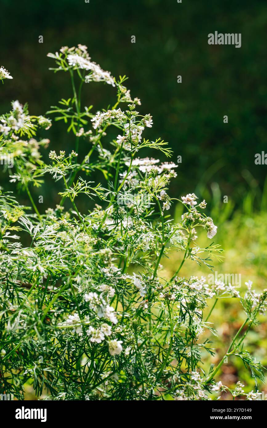 Coriander, Coriandrum sativum, also known as cilantro , is an annual herb in the family Apiaceae ...