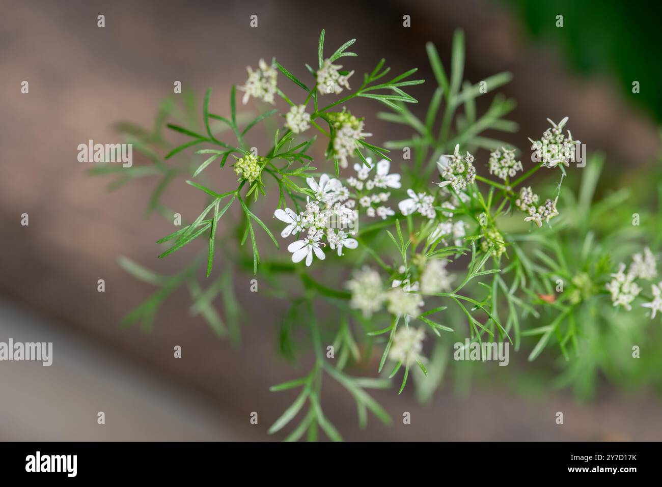 Coriander, Coriandrum sativum, also known as cilantro , is an annual herb in the family Apiaceae ...