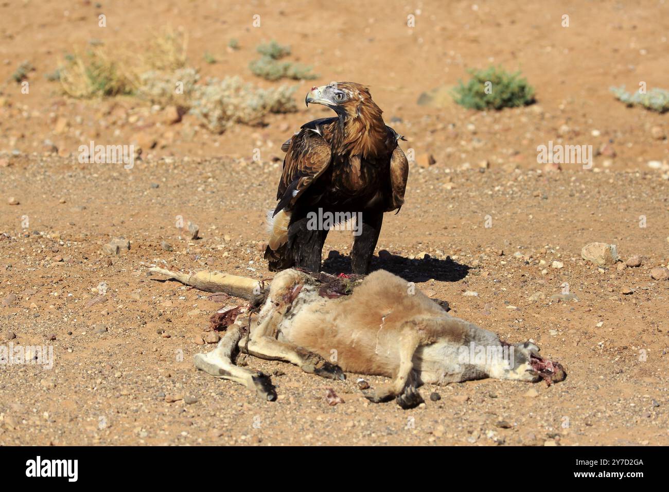Wedge-tailed eagle (Aquila audax), adult on prey, red giant kangaroo (Macropus rufus), National ...