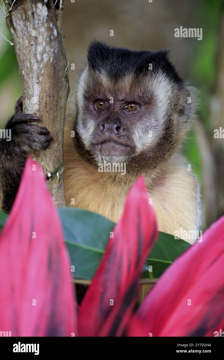 Crested Capuchin (Cebus apella), adult portrait, Pantanal, Mato Grosso ...
