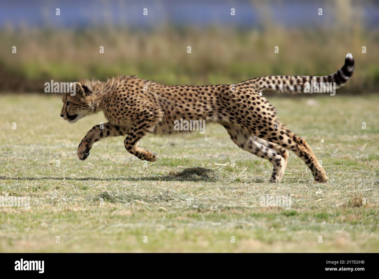 Cheetah (Acinonyx jubatus), subadult, half-grown young, hunting ...