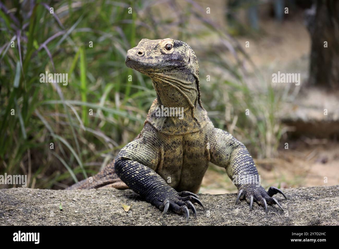 Komodo dragon (Varanus komodoensis), adult on rock, portrait, captive ...