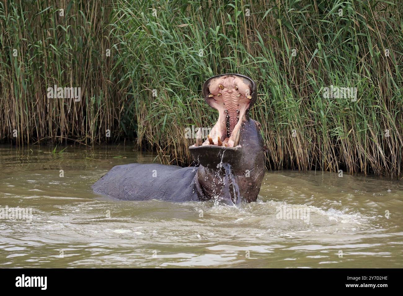 Hippopotamus (Hippopatamus amphibius), adult, in water, threatening ...