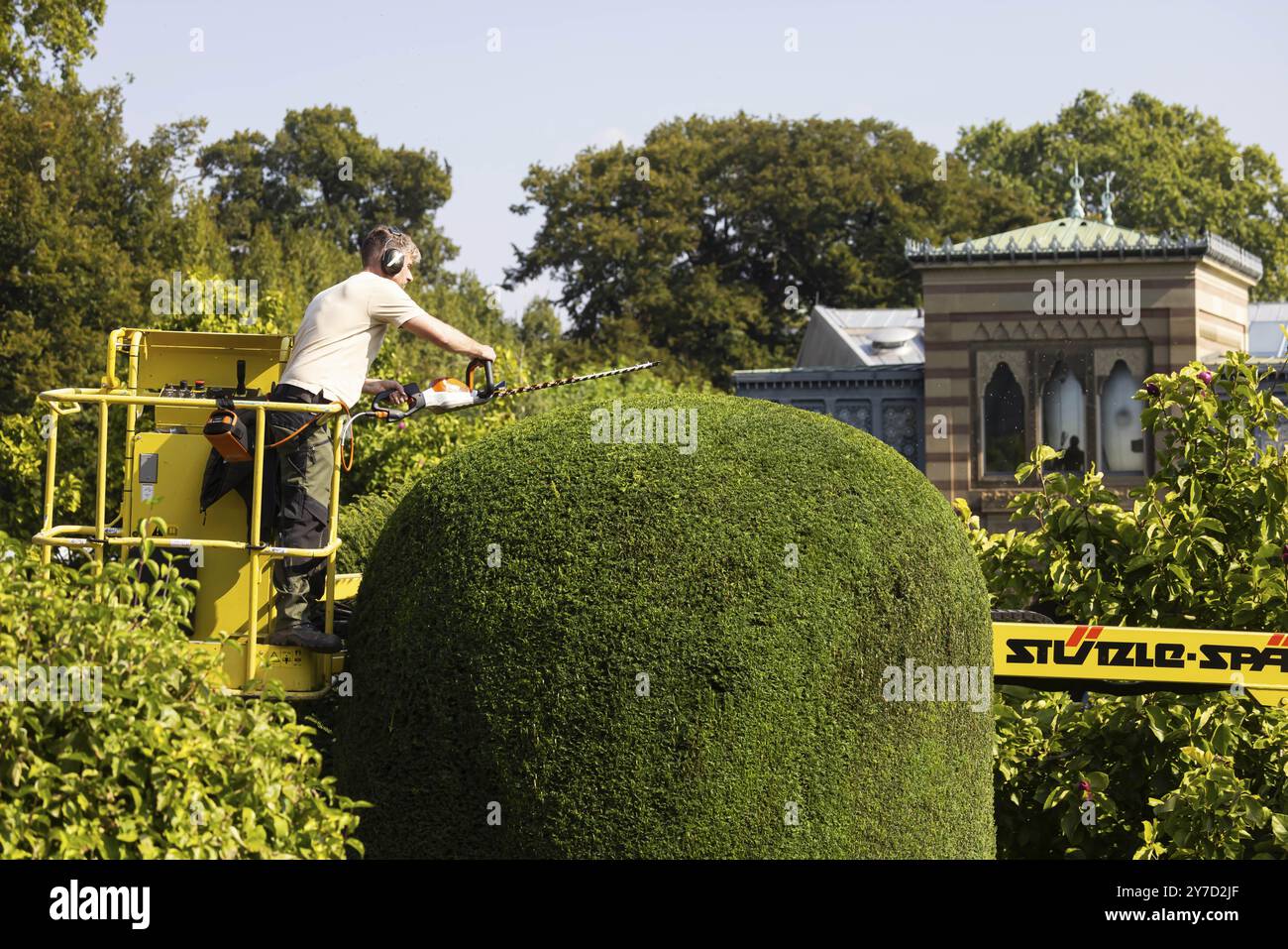 Tree care in autumn. Trees, ornamental shrubs and hedges are pruned at ...
