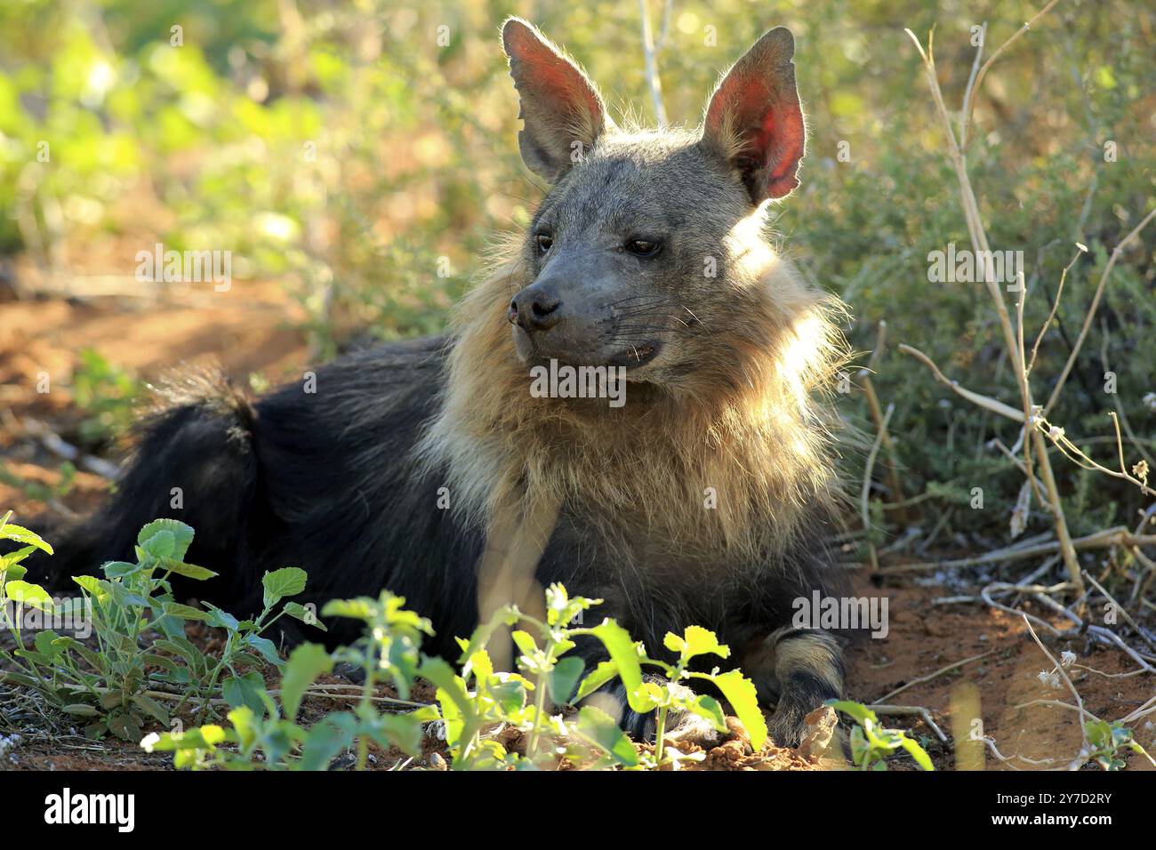 Brown hyena (Parahyaena brunnea), brown hyena, beach wolf, adult ...