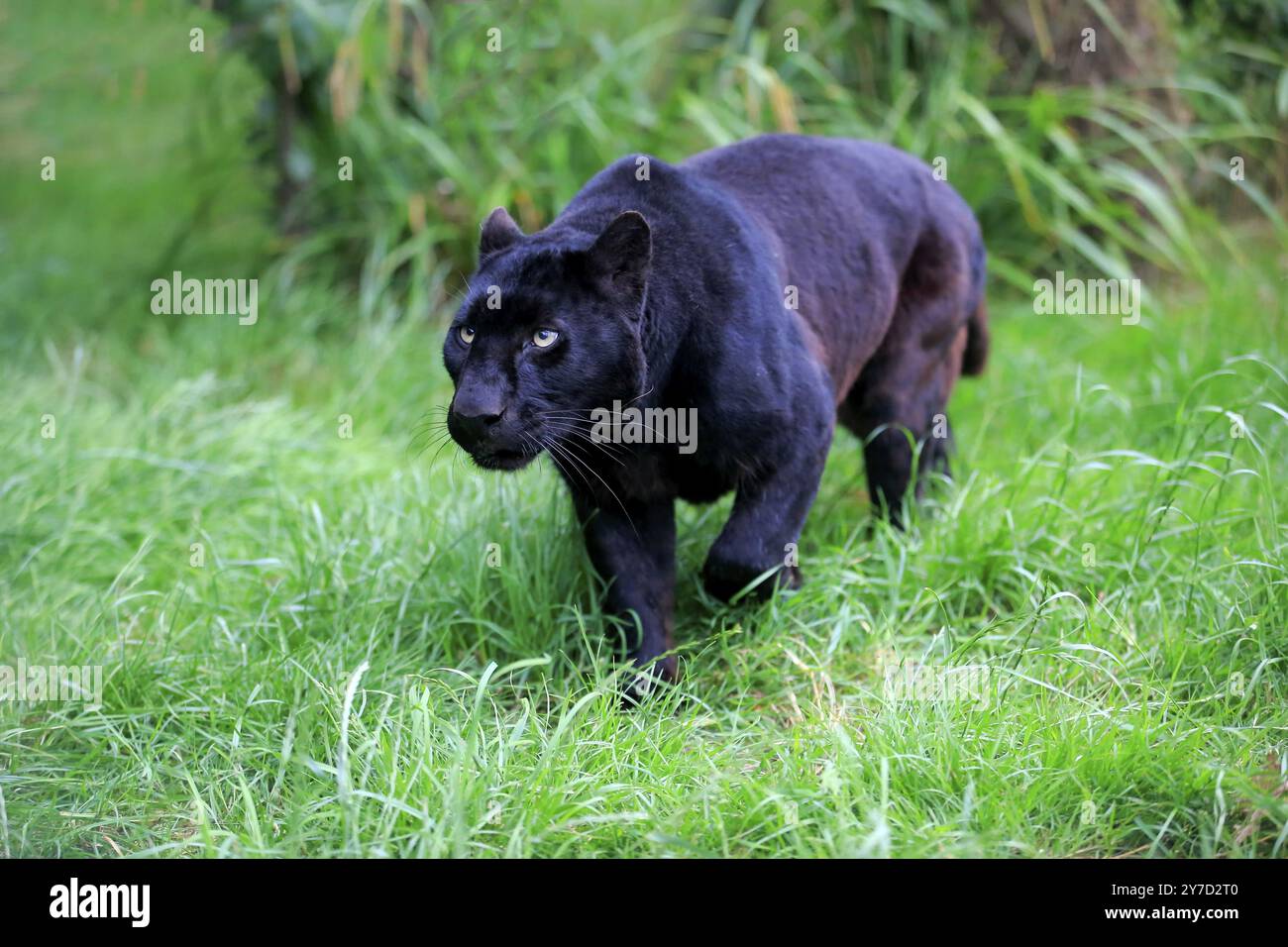 Leopard, Black panther (Panthera pardus), adult, stalking Stock Photo ...