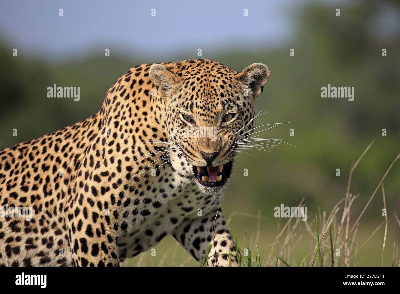 Leopard (Panthera pardus), adult, snarling, portrait, Sabi Sand Game ...
