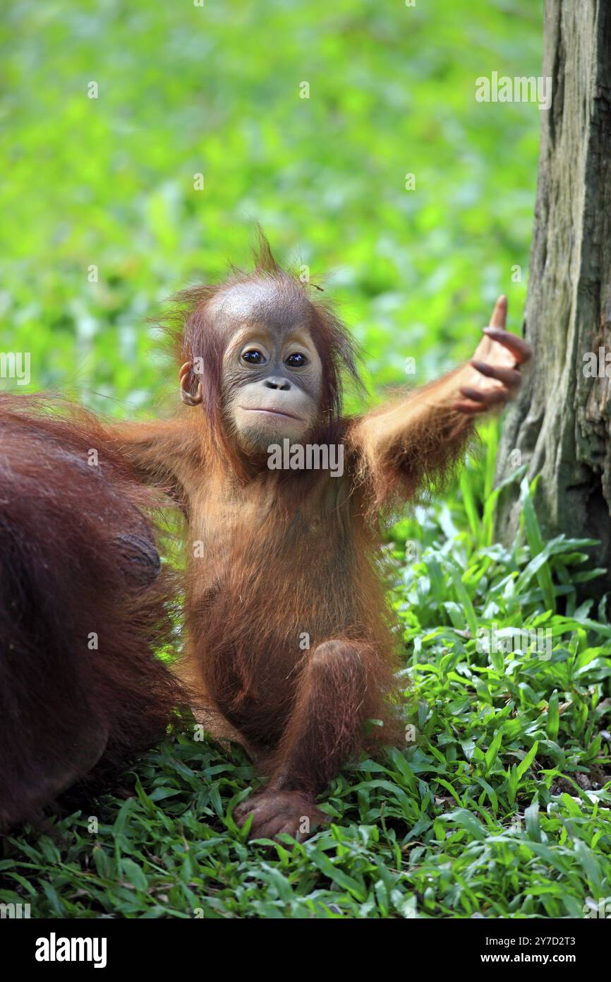 Bornean orangutan (Pongo pygmaeus), young animal, Borneo Stock Photo ...
