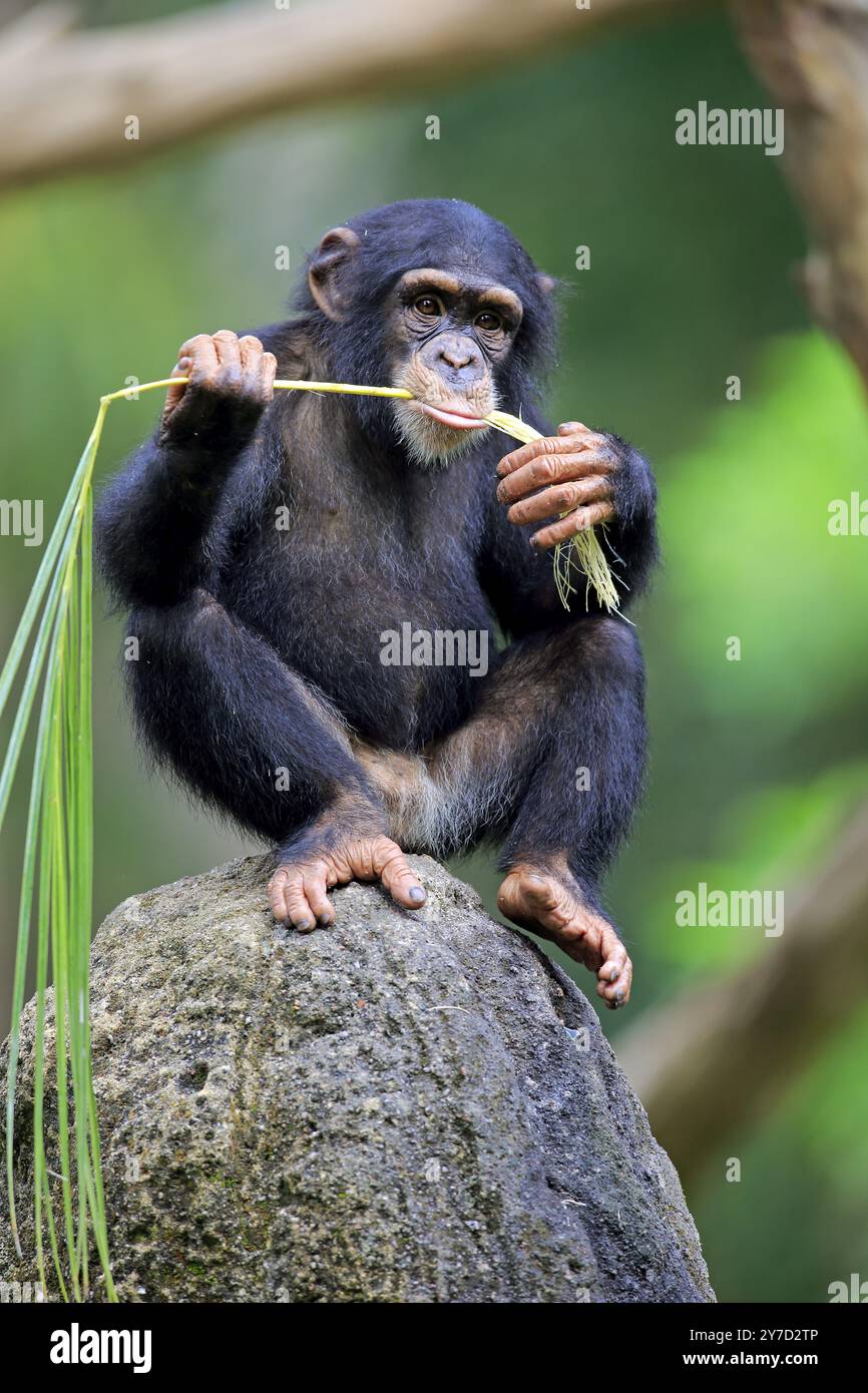 Chimpanzee (Pan troglodytes troglodytes), young animal, using tools ...