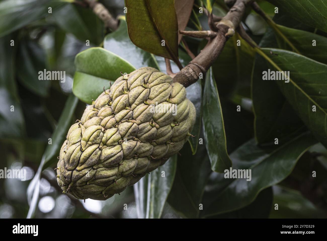 Seed stand of the Southern magnolia (Magnolia grandiflora), Berggarten ...