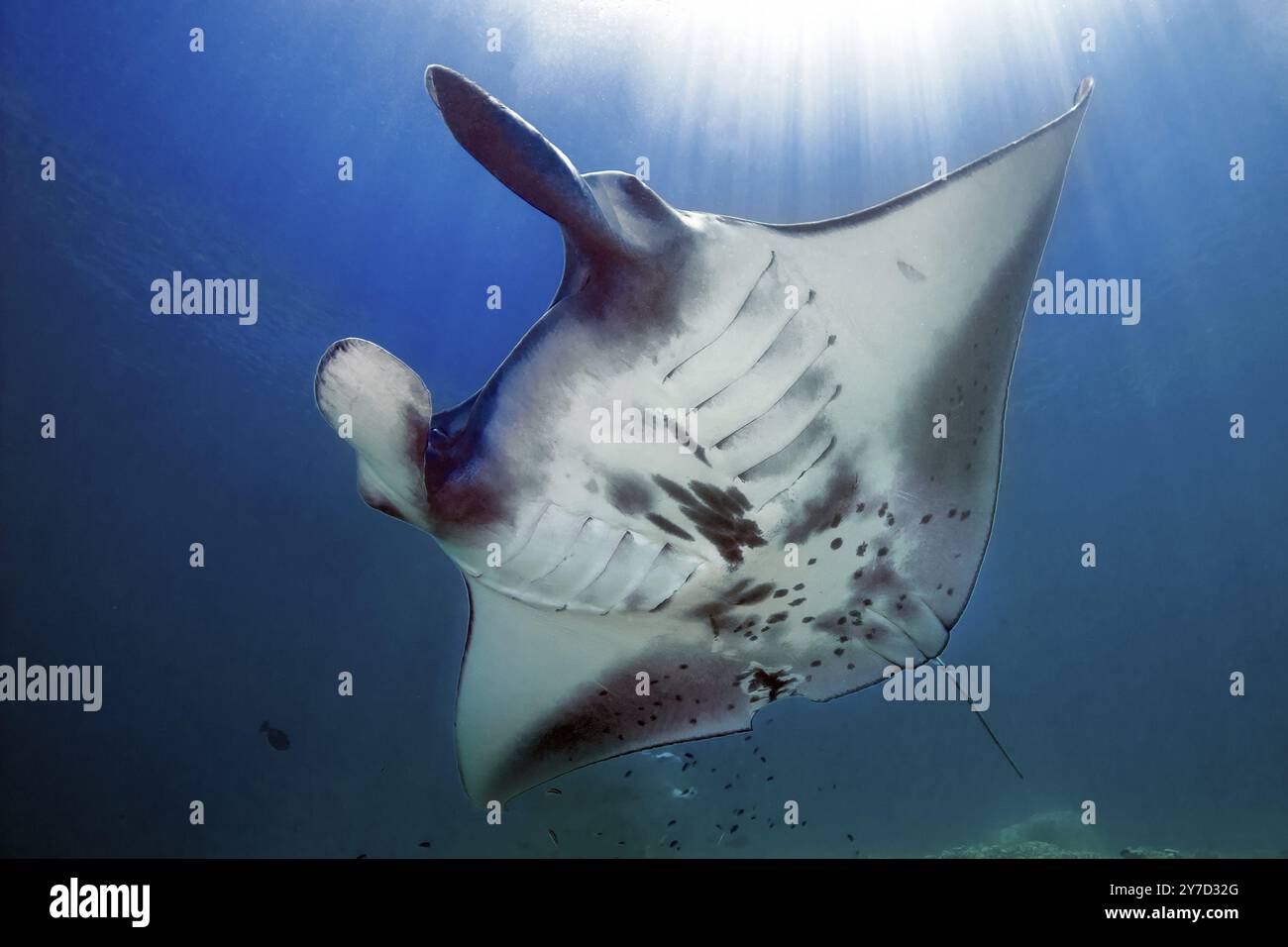 Giant ray (Manta) plankton eater in backlight under sea surface above ...