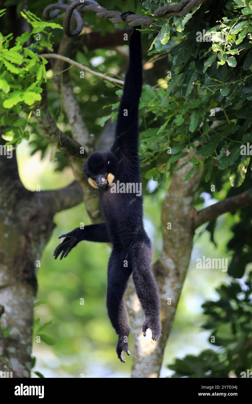 Southern Yellow-cheeked gibbon (Nomascus gabriellae), adult, male ...