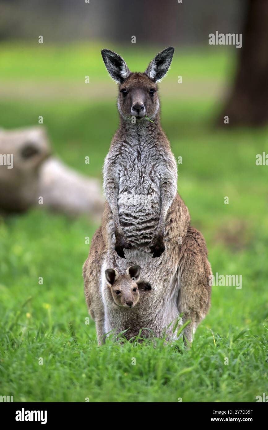 Kangaroo Island grey kangaroo (Macropus fuliginosus fuliginosus), adult ...