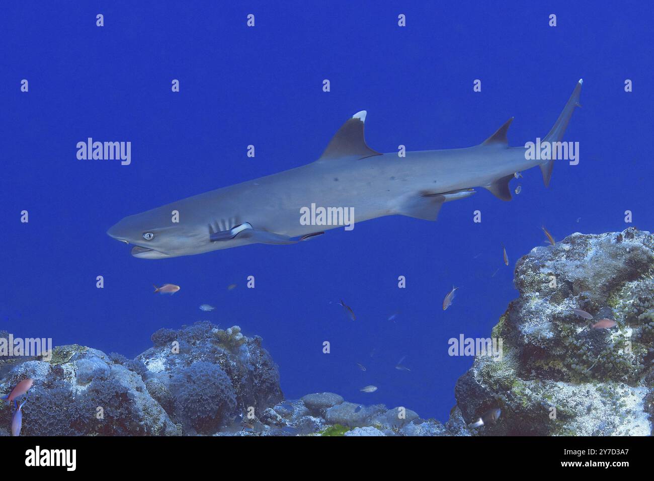 Symbiotic behaviour Symbiosis of white tip reef shark (Triaenodon ...