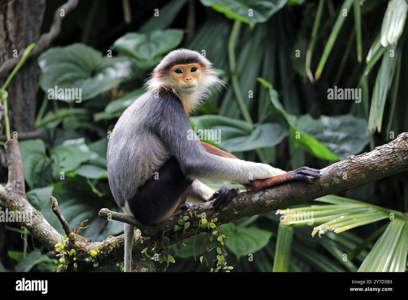 Red legged dress monkeys hi-res stock photography and images - Alamy