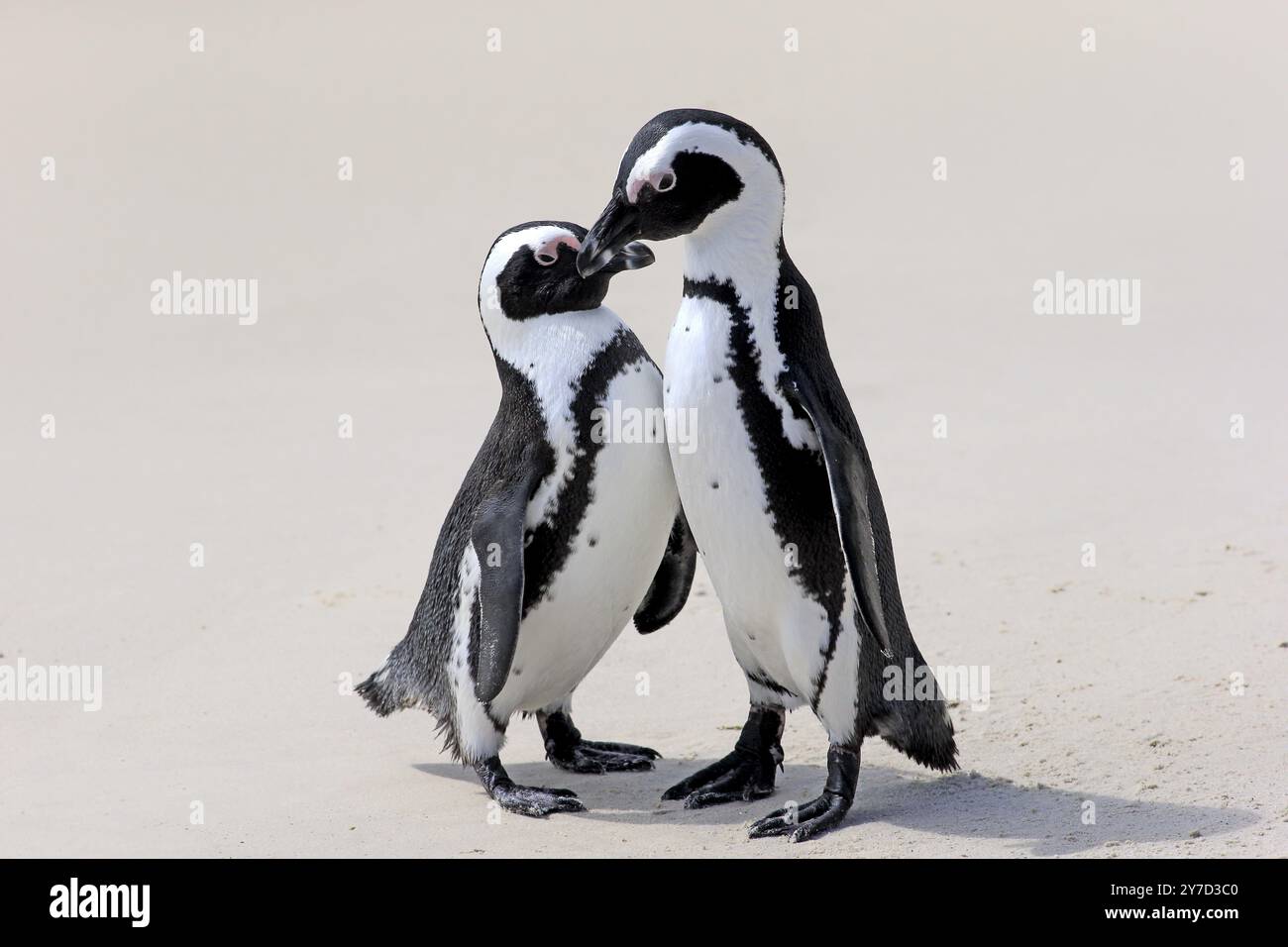 African penguin (Spheniscus demersus), pair on the beach, courtship ...