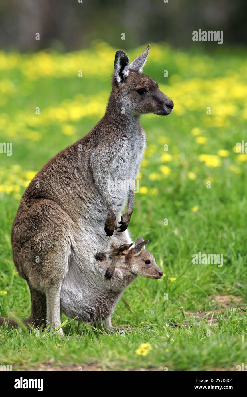 Kangaroo Island grey kangaroo (Macropus fuliginosus fuliginosus), adult ...