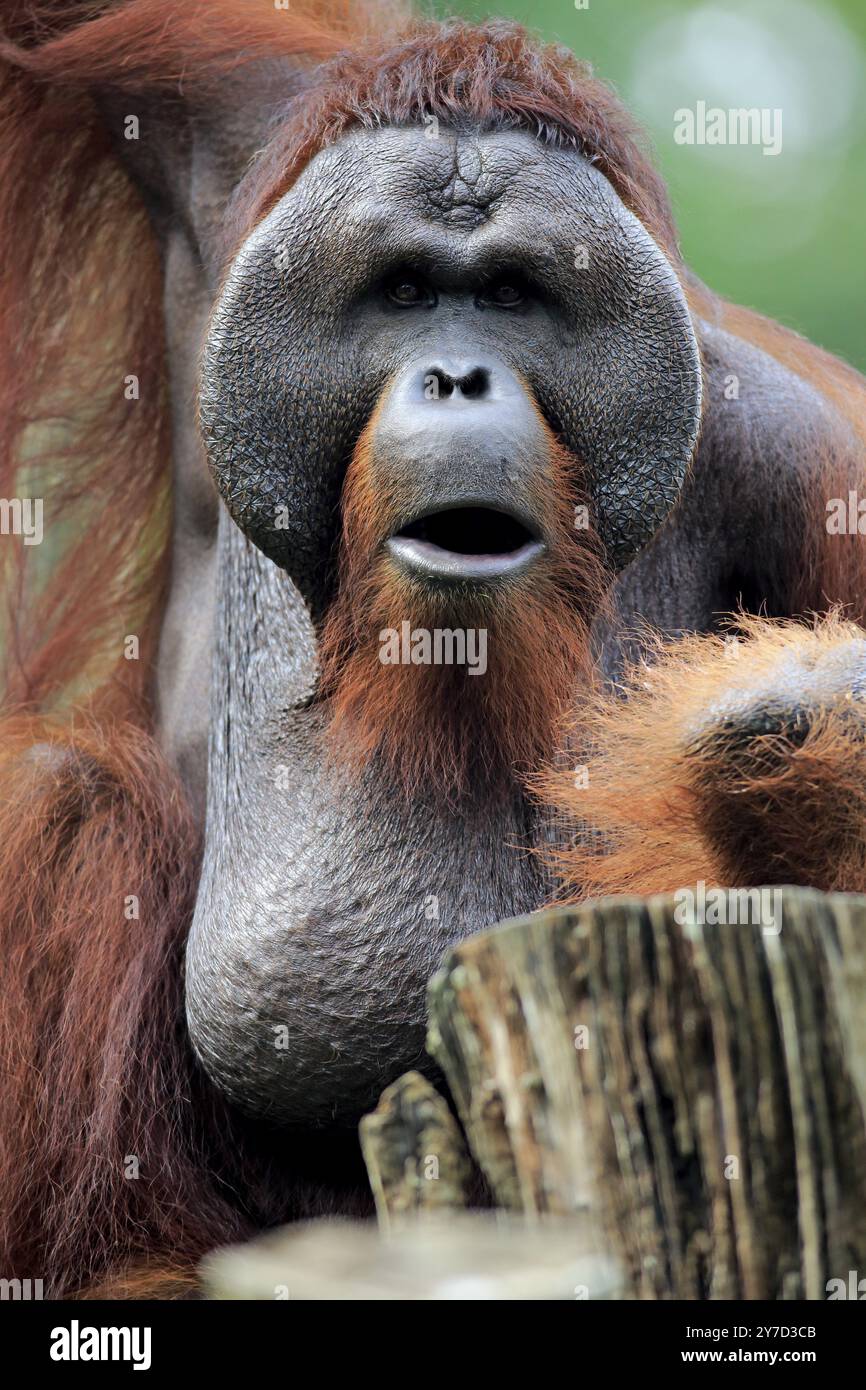 Bornean orangutan (Pongo pygmaeus), adult, male, on tree, portrait ...
