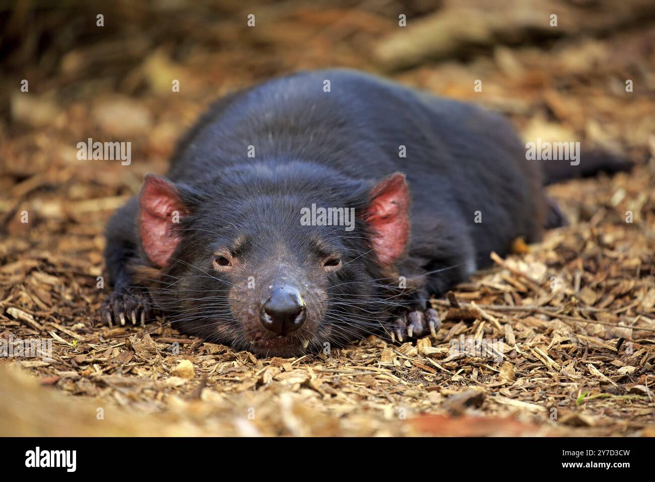 Tasmanian devil, marsupial devil (Sarcophilus harrisii), adult portrait ...