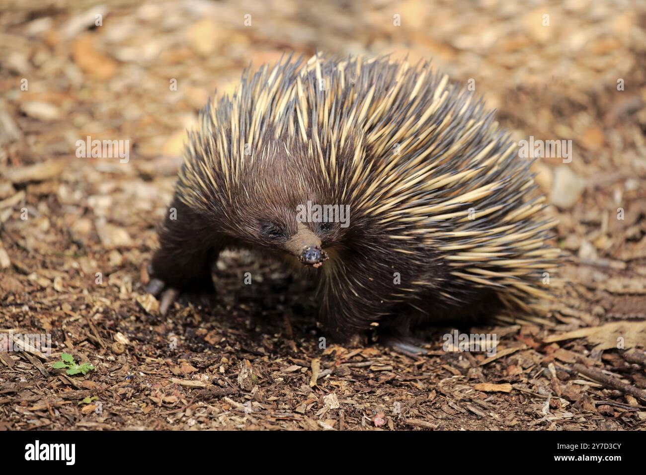Short-beaked echidna (Tachyglossus aculeatus), adult foraging, Mount ...