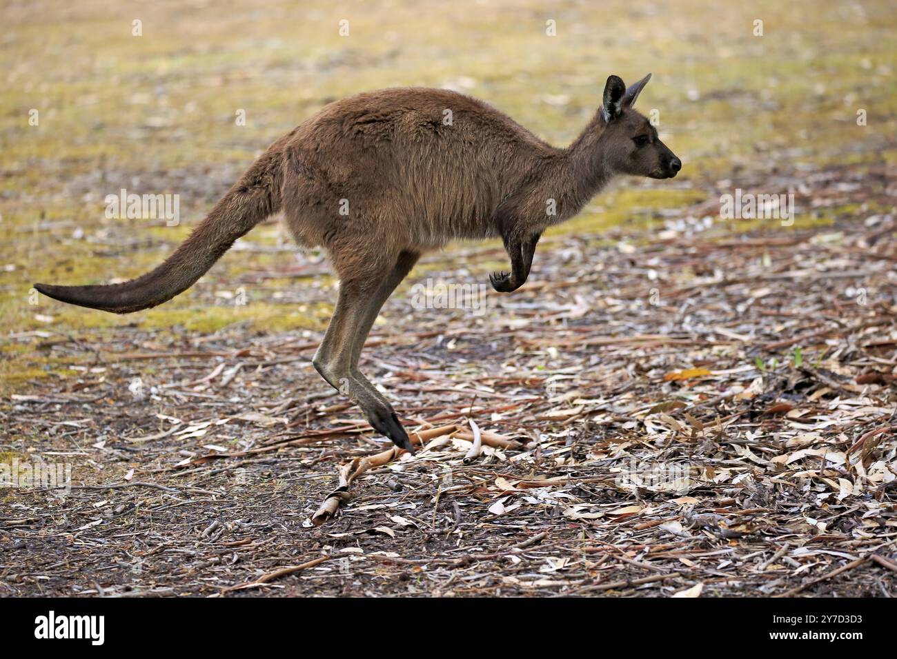 Kangaroo Island grey kangaroo (Macropus fuliginosus fuliginosus), adult ...