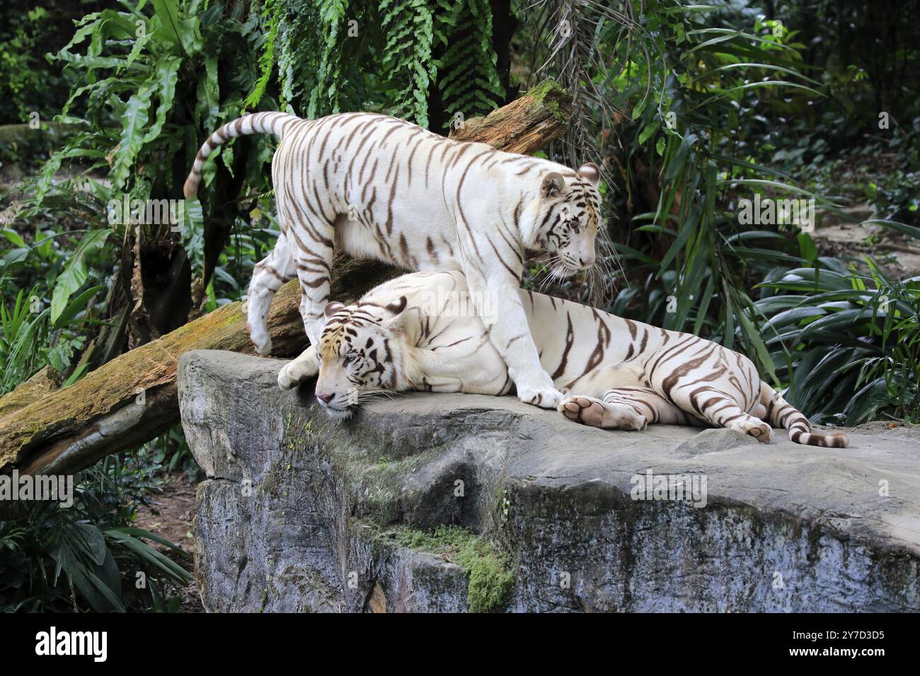 Bengal tiger, Indian tiger (Panthera tigris tigris), adult pair, India ...