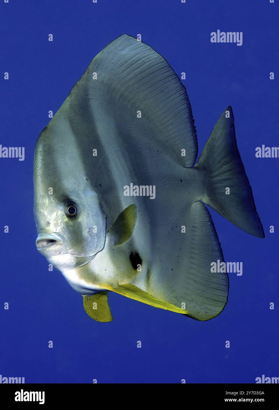 Round batfishes hi-res stock photography and images - Alamy