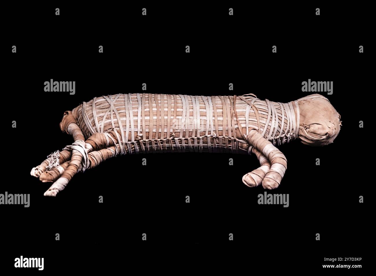 Mummified cat from the Ptolemaic period from the exhibition: Ramses the ...