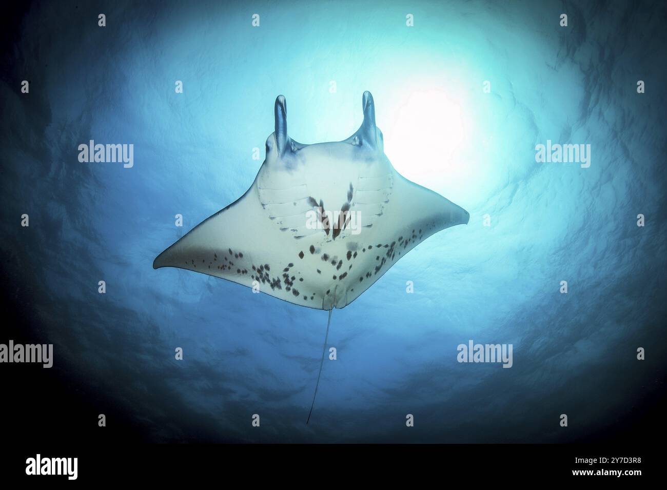 Under above sea photography hi-res stock photography and images - Alamy