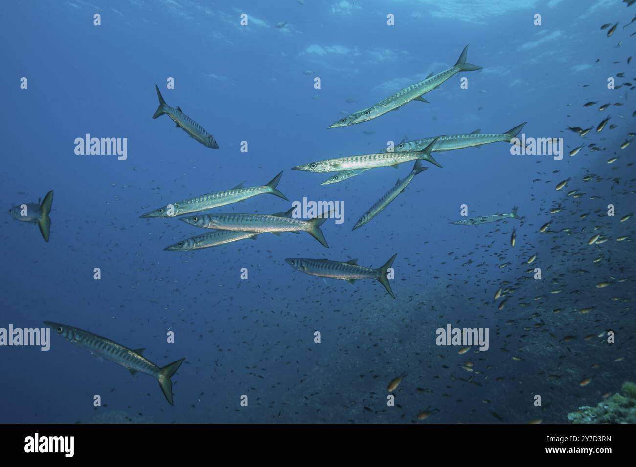 Small group school Shoal of European barracuda (Sphyraena sphyraena ...