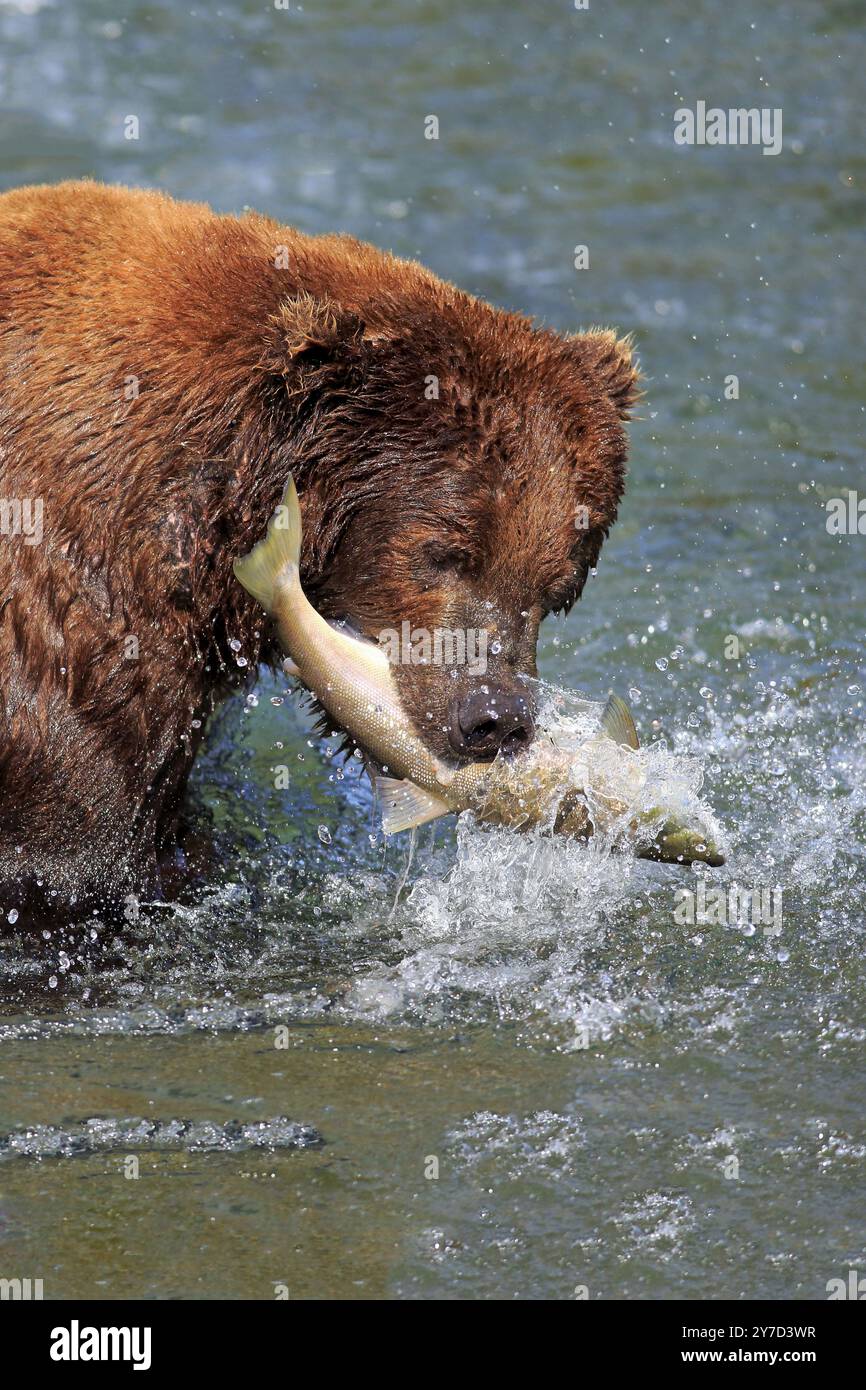 Grizzly bear (Ursus arctos horribilis), adult, in water, in summer ...